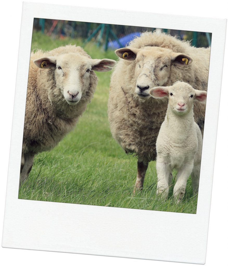Schapen hoeden is echt een keer wat anders tijdens je bedrijfsuitje